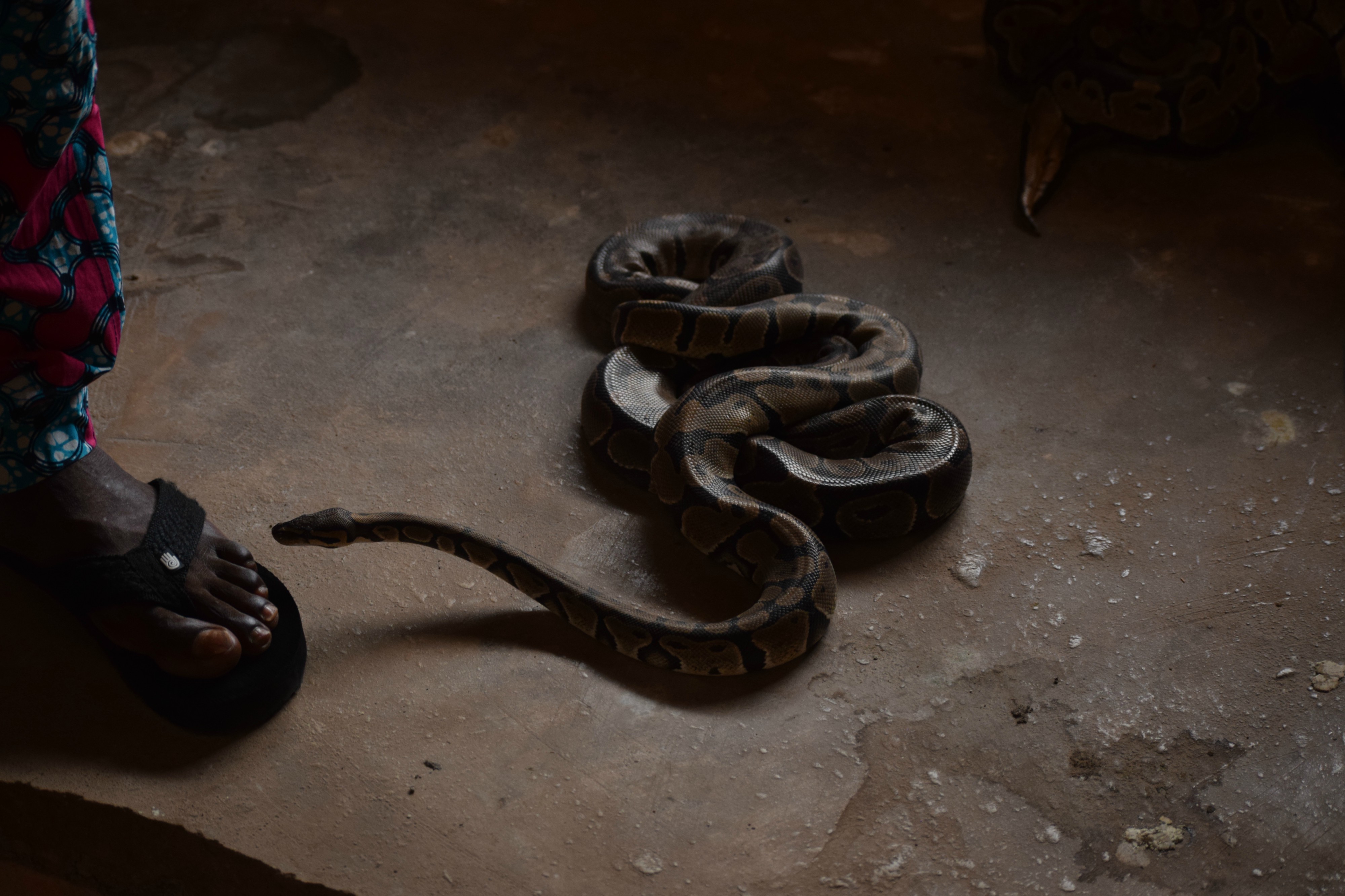 A visit to the royal pythons temple in ouidah, benin republic