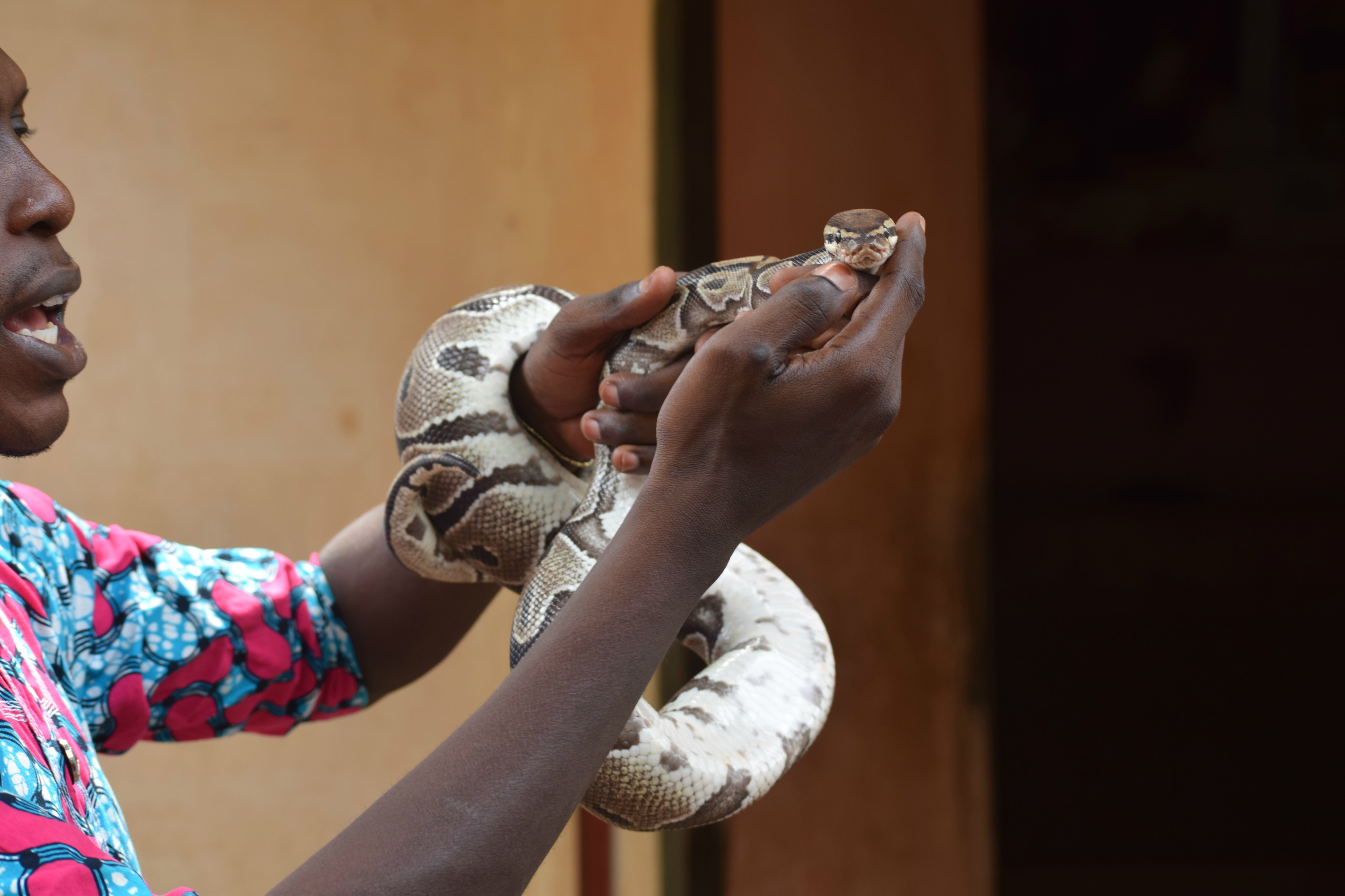 A visit to the royal pythons temple in ouidah, benin republic