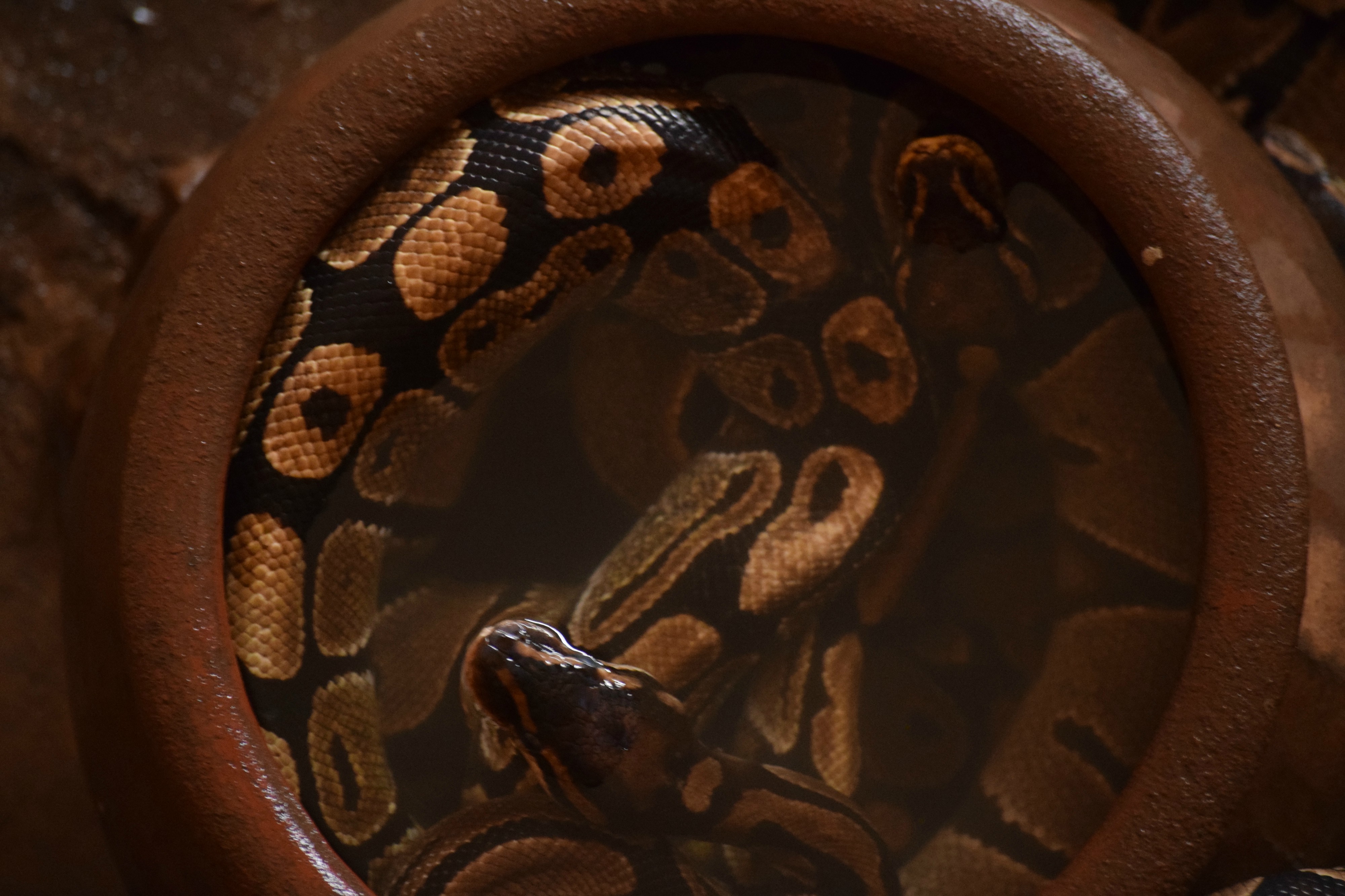 A visit to the royal pythons temple in ouidah, benin republic