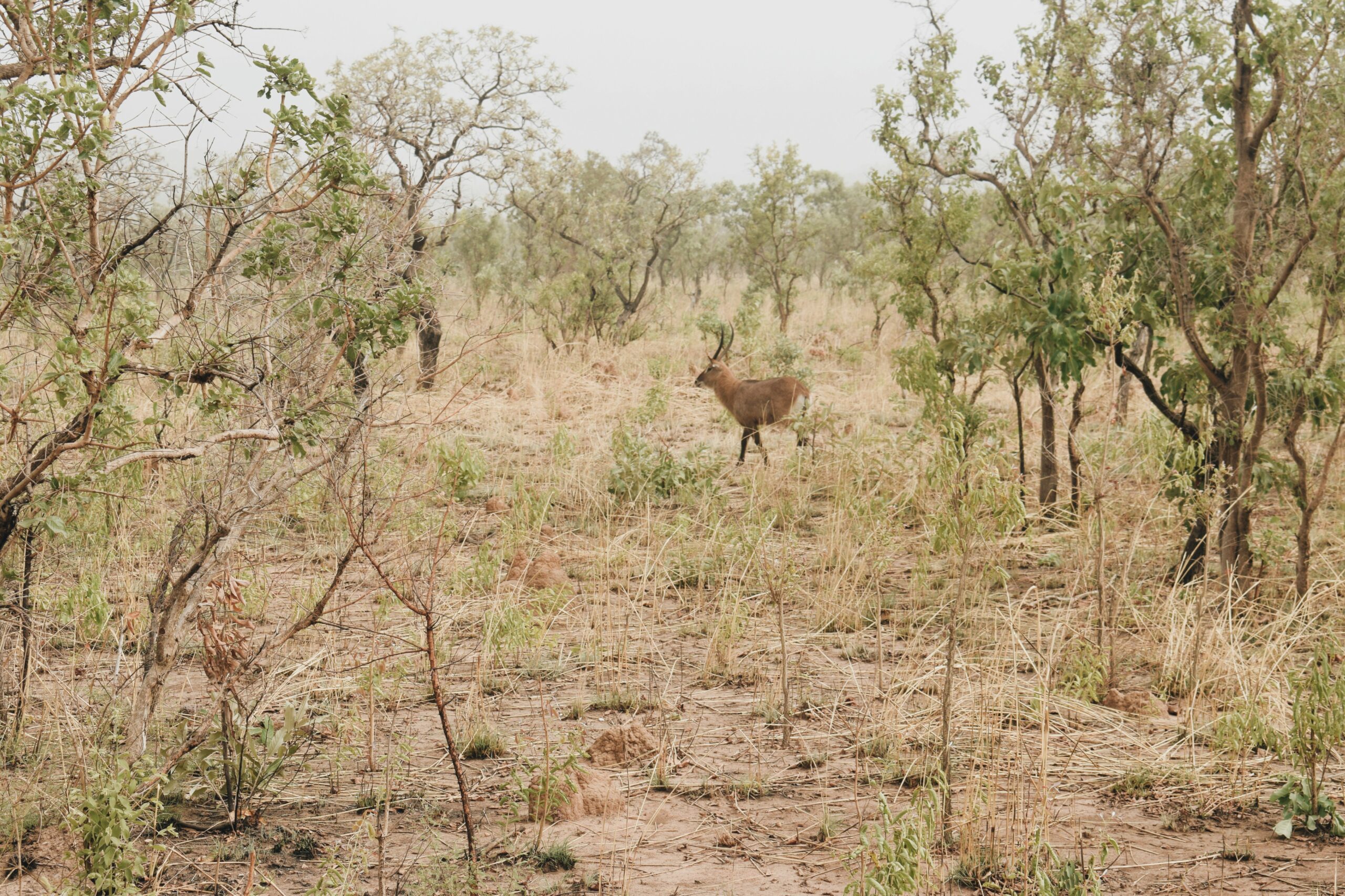 A Safari in West Africa: Visit to Pendjari National Park, Benin Republic