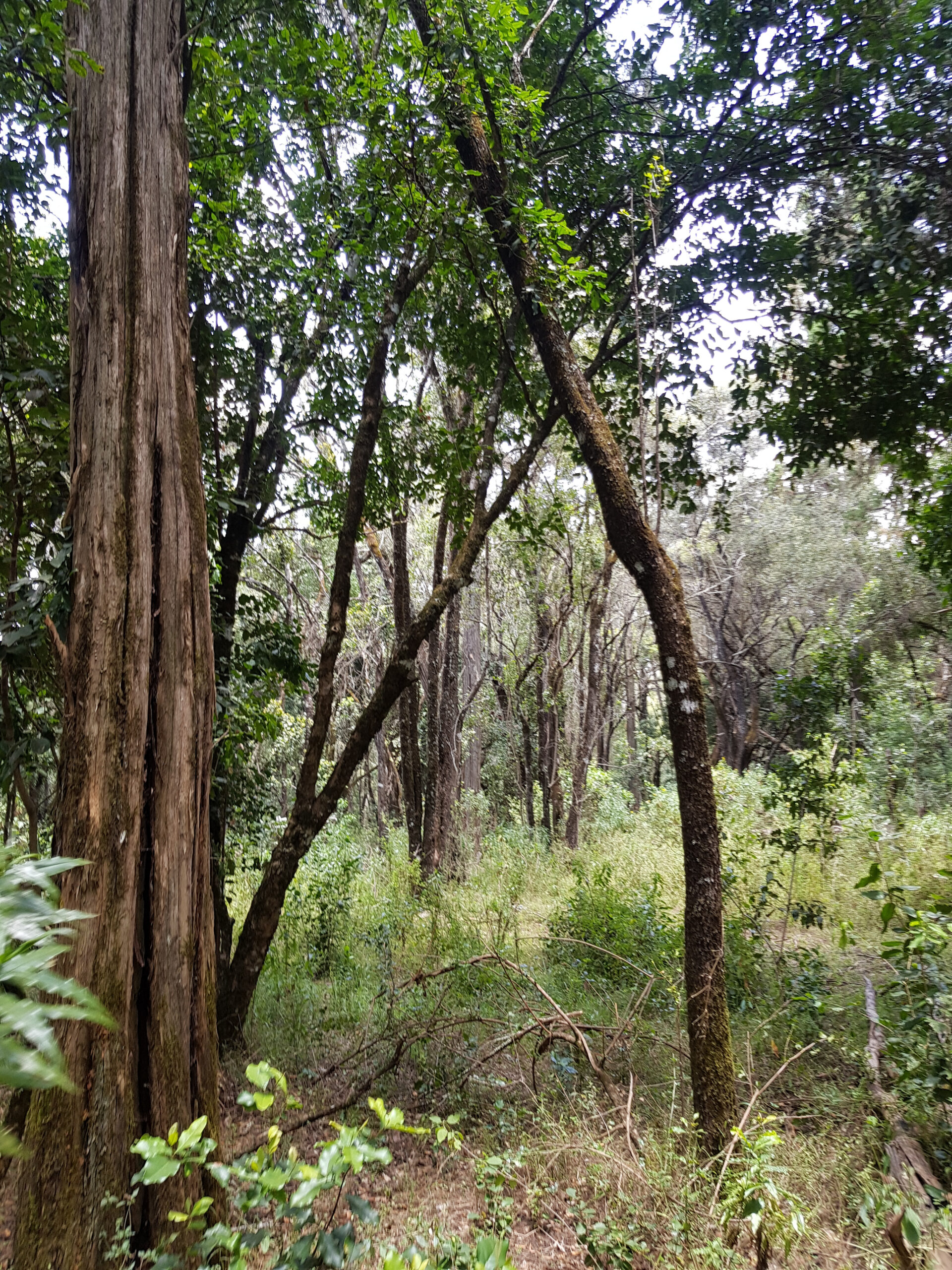 Ngare Ndare, Nanyuki's #1 Best Kept Secret Destination