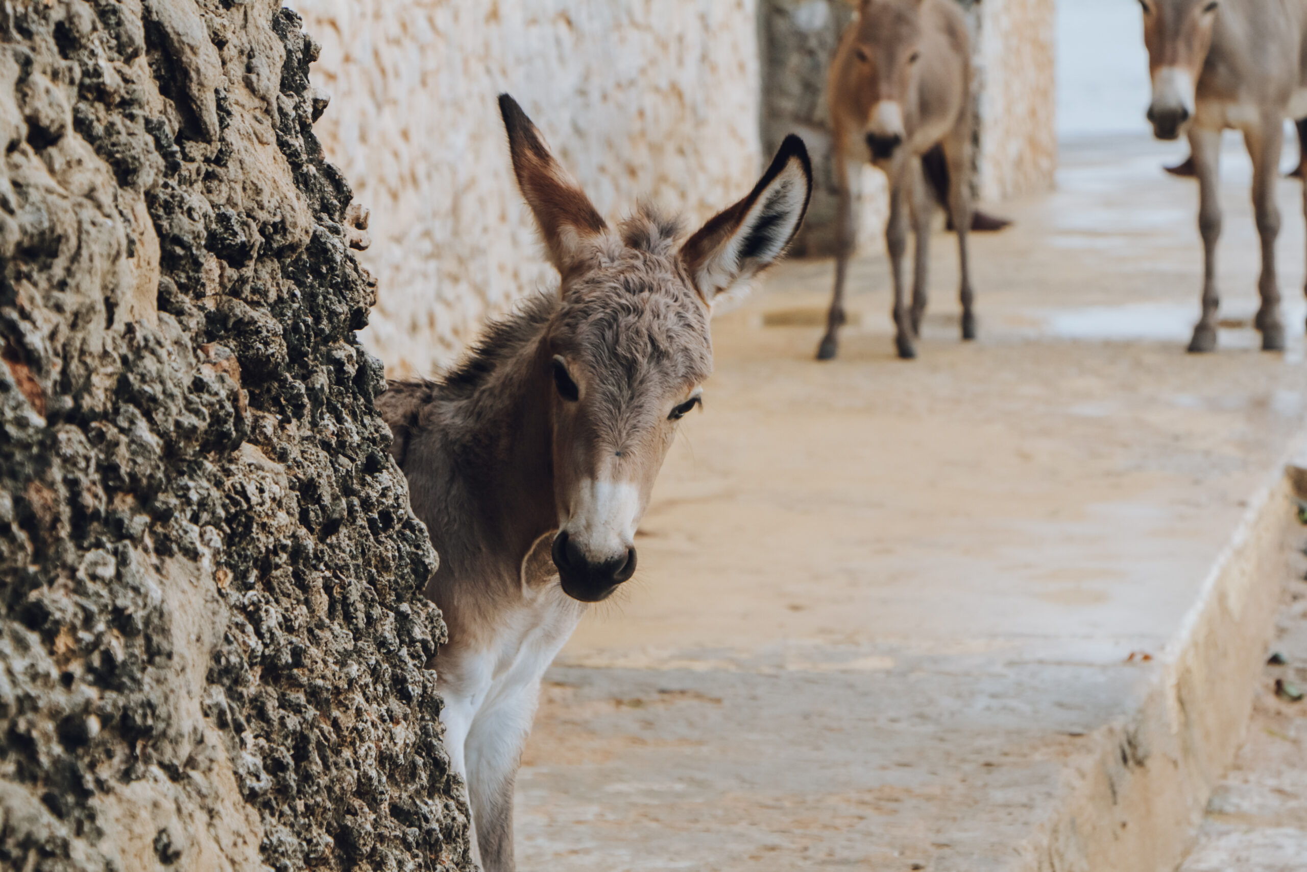 5 Days in Lamu Awesome Things to Do | Travel with a Pen