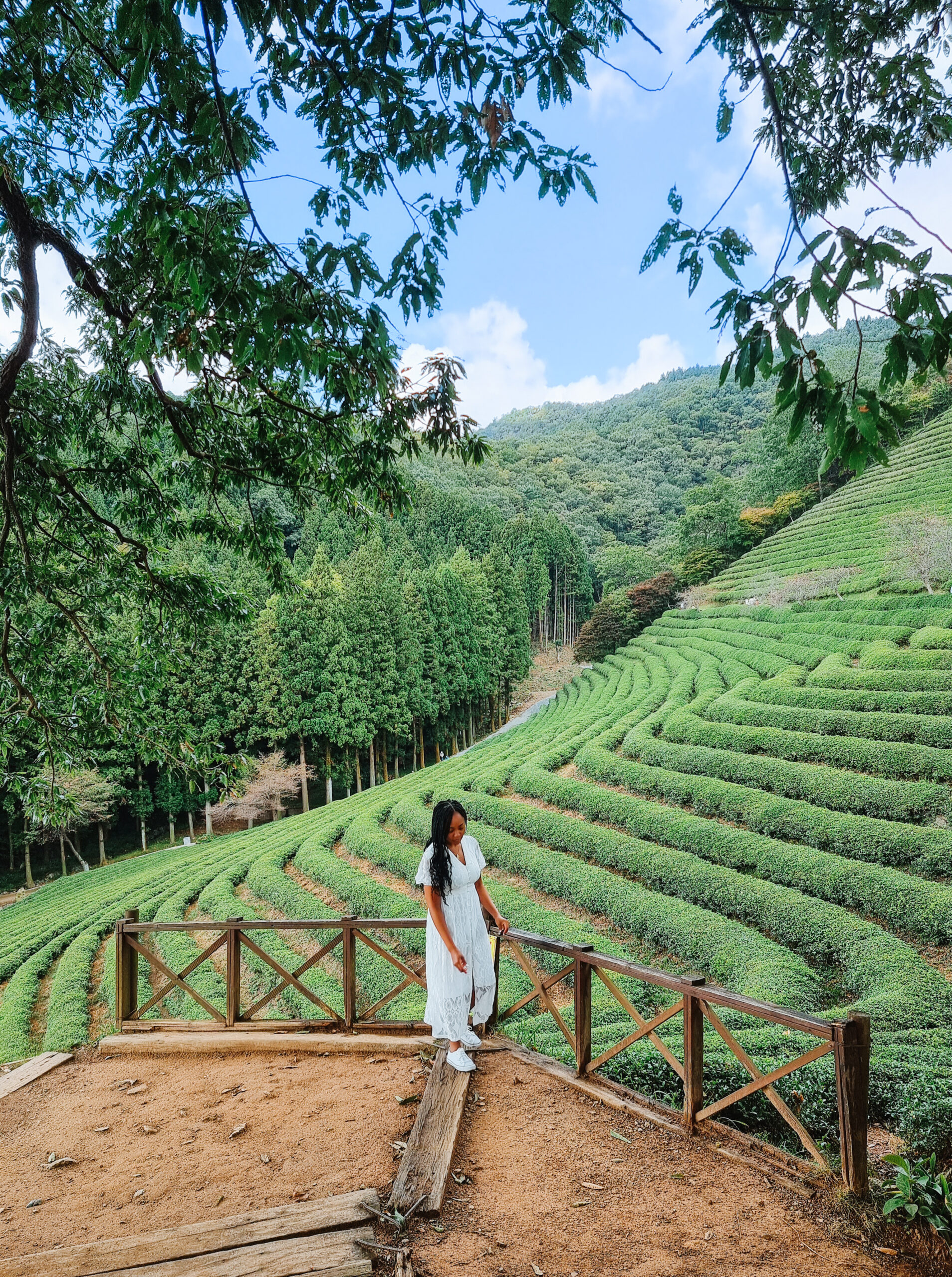 Boseong Green Tea Field Korean Countryside Beautiful 1-Day Trip