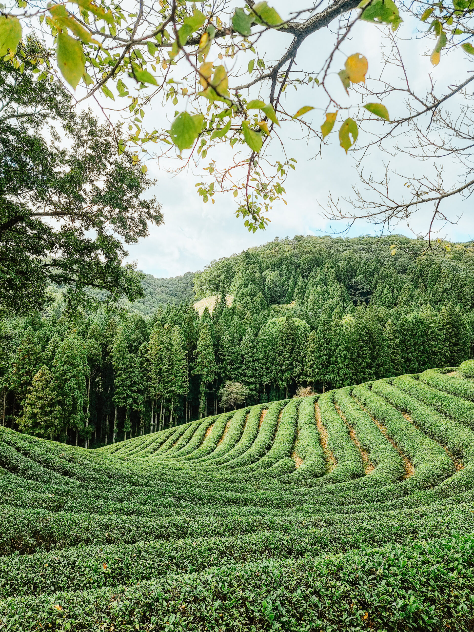 Boseong Green Tea Field Korean Countryside Beautiful 1-Day Trip