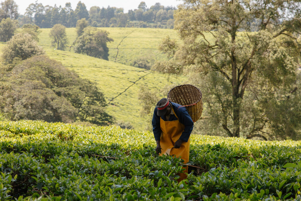 Discover this picturesque Kiambethu Tea farm in Kenya in 1 Day ...